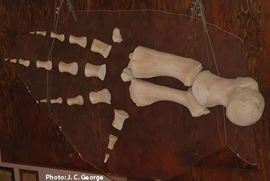 Morphometrics - The North Slope Borough