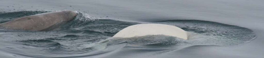 Beluga Age, Growth & Reproduction - The North Slope Borough
