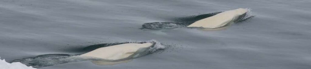 Beluga Genetic Studies - The North Slope Borough