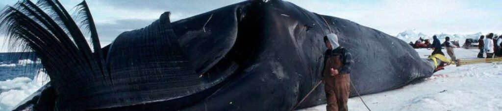 Bowhead Whale Subsistence Harvest Research