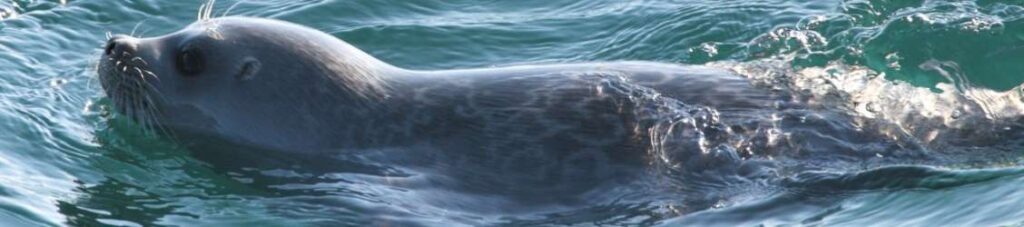 Peard Bay Ringed Seal Project 2005-06