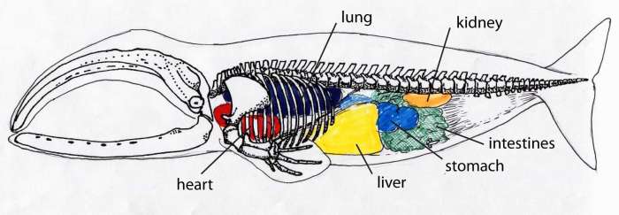 Bowhead Whale Anatomy & Physiology Studies