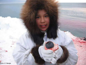 Bowhead Whale Subsistence Harvest Research