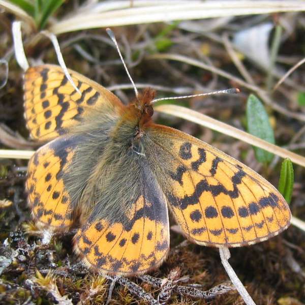 Land Invertebrates
